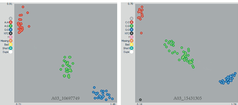 KASP marker library for genetic diversity analysis in Brassica rapa