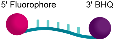 Choosing the best qPCR probe chemistry for your assay - LGC