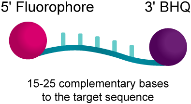 Know your oligo mod: BHQ® non-fluorescent quenchers