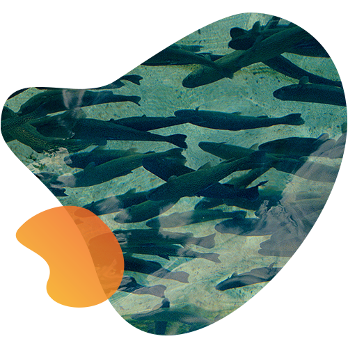 Selective breeding in aquaculture: advancing breeding programmes