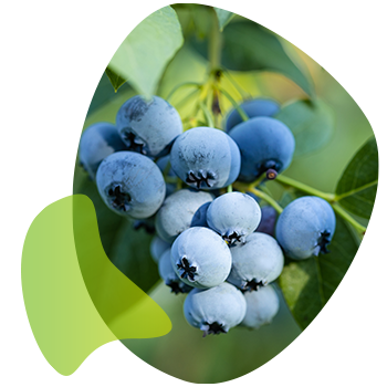 USDA Advances Blueberry & Cranberry Genotyping