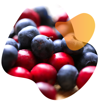 USDA Advances Blueberry & Cranberry Genotyping