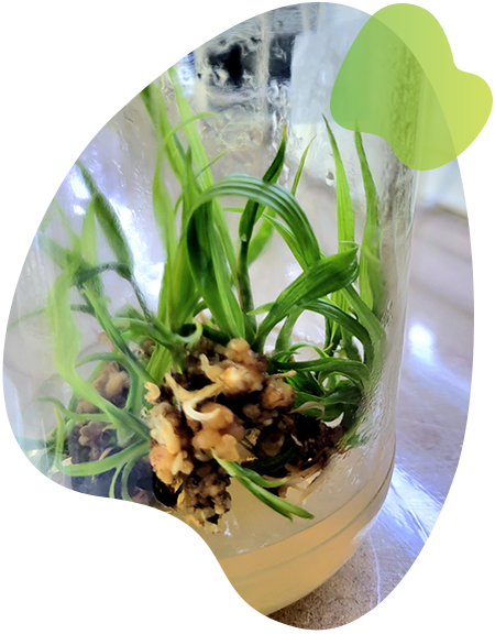 CRISPR/Cas: Accelerating Sustainable Oil Palm Improvement