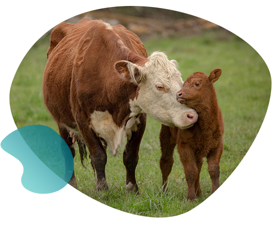 Boosting Livestock Breeding Profitability Through Genomic Selection