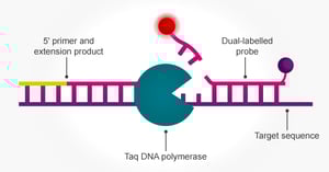 Taq Polymerase: what is it and its applications - LGC