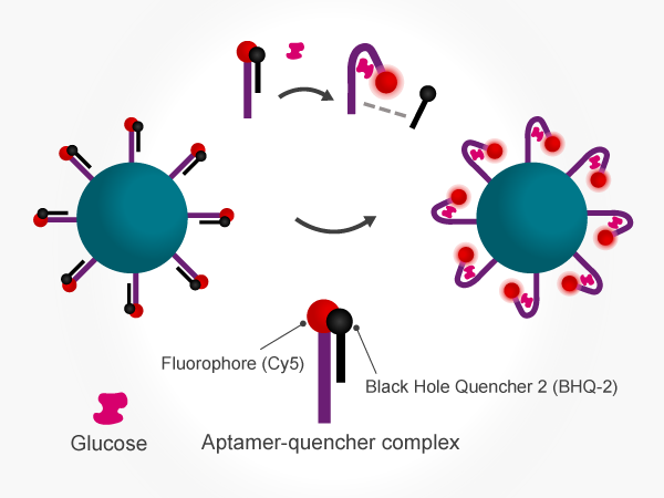 Leveraging quenching efficiency of Black Hole Quencher dyes for PCR