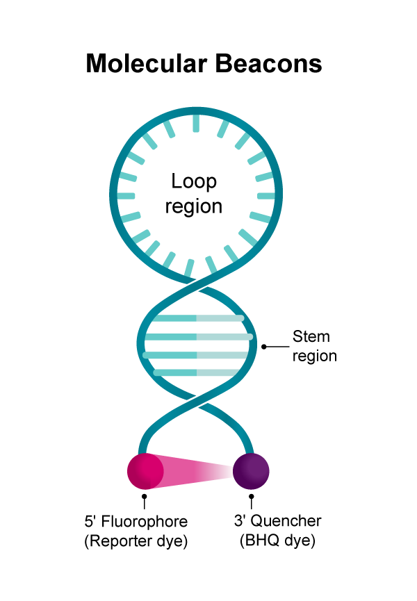 A light in the storm: what is a Molecular Beacon? - LGC