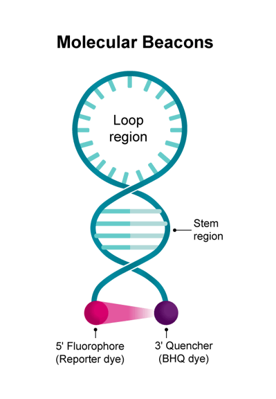 A light in the storm: what is a Molecular Beacon? - LGC