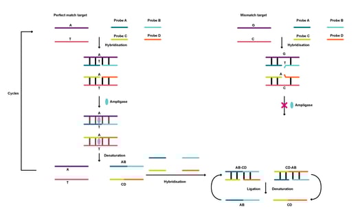 How thermostable DNA ligase can help to detect rare point mutations