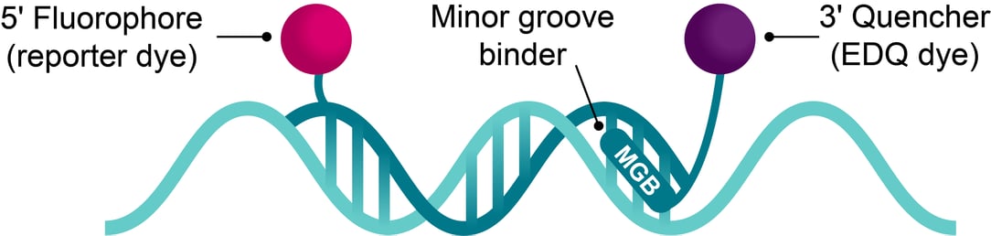 How MGB probes could solve complex plant genome genotyping issues