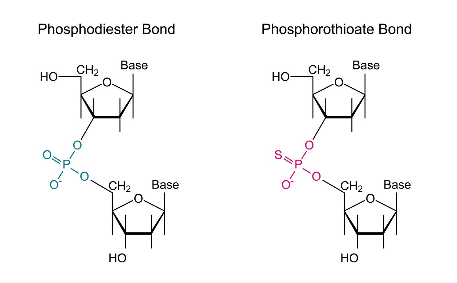 Know your oligo mod: phosphorothioate bonds - LGC