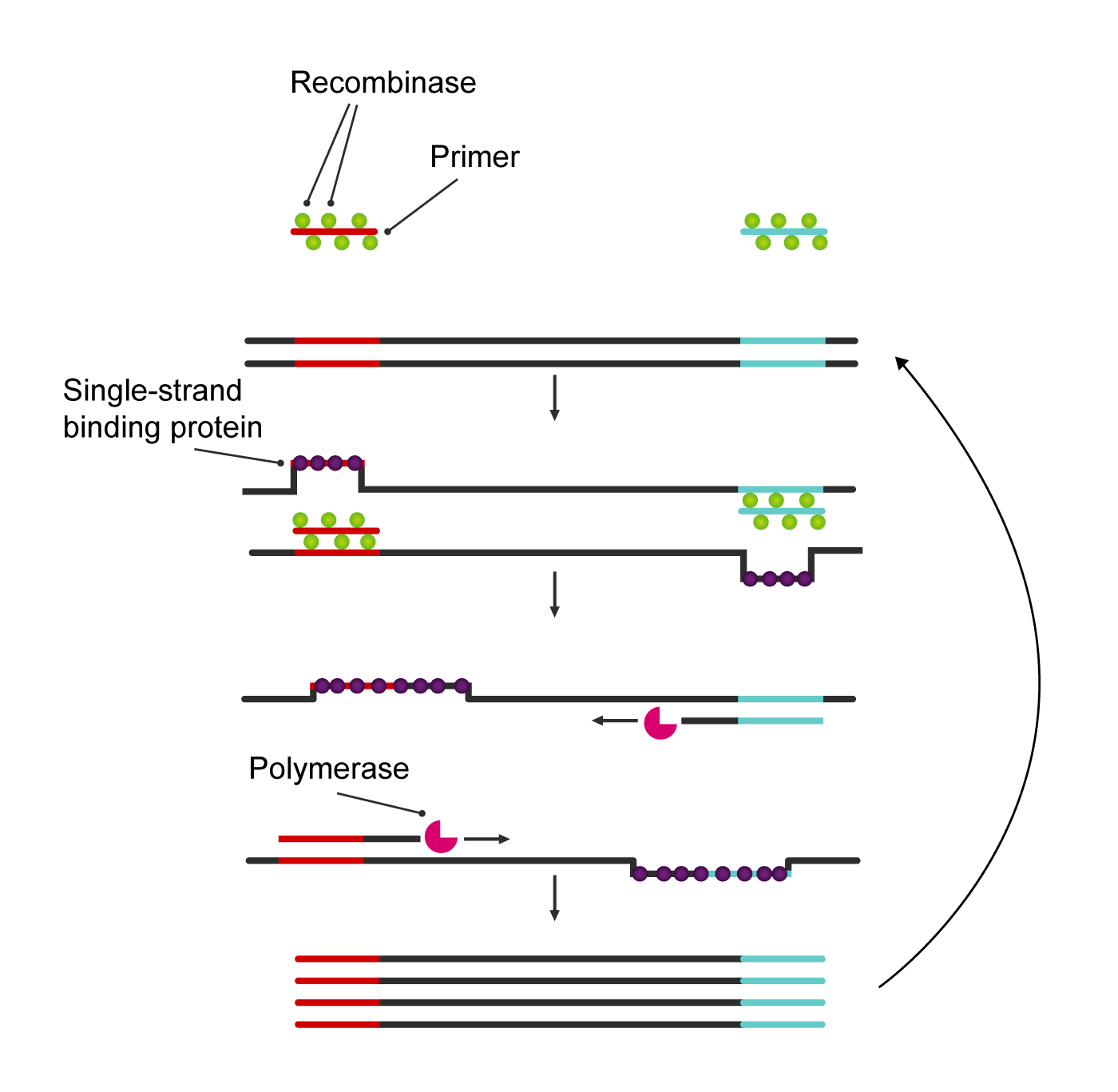 Why is recombinase polymerase amplification becoming so popular?