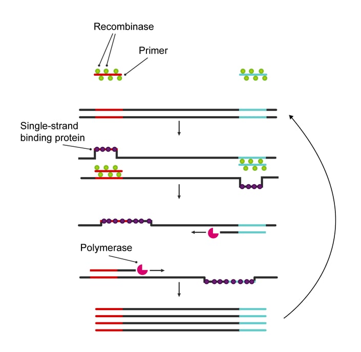 Why is recombinase polymerase amplification becoming so popular?