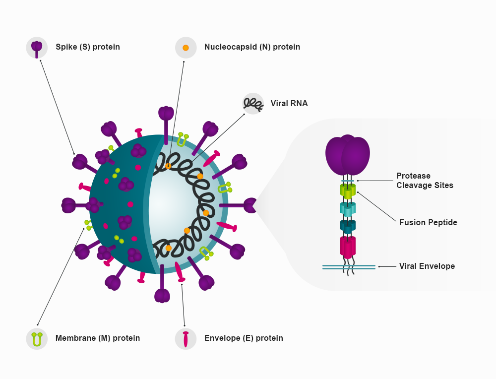 Emerging SARS-CoV-2 mutations and their effect on the immune response