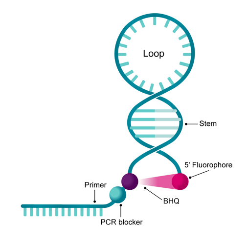 Killer probes for qPCR: what is a Scorpions Primer? - LGC