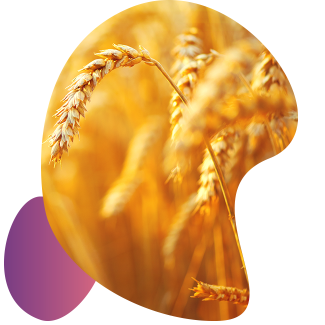 Implementing Targeted Genotyping by Sequencing: Best Practices