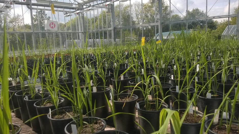 Accelerating rice improvement in South Asia - LGC