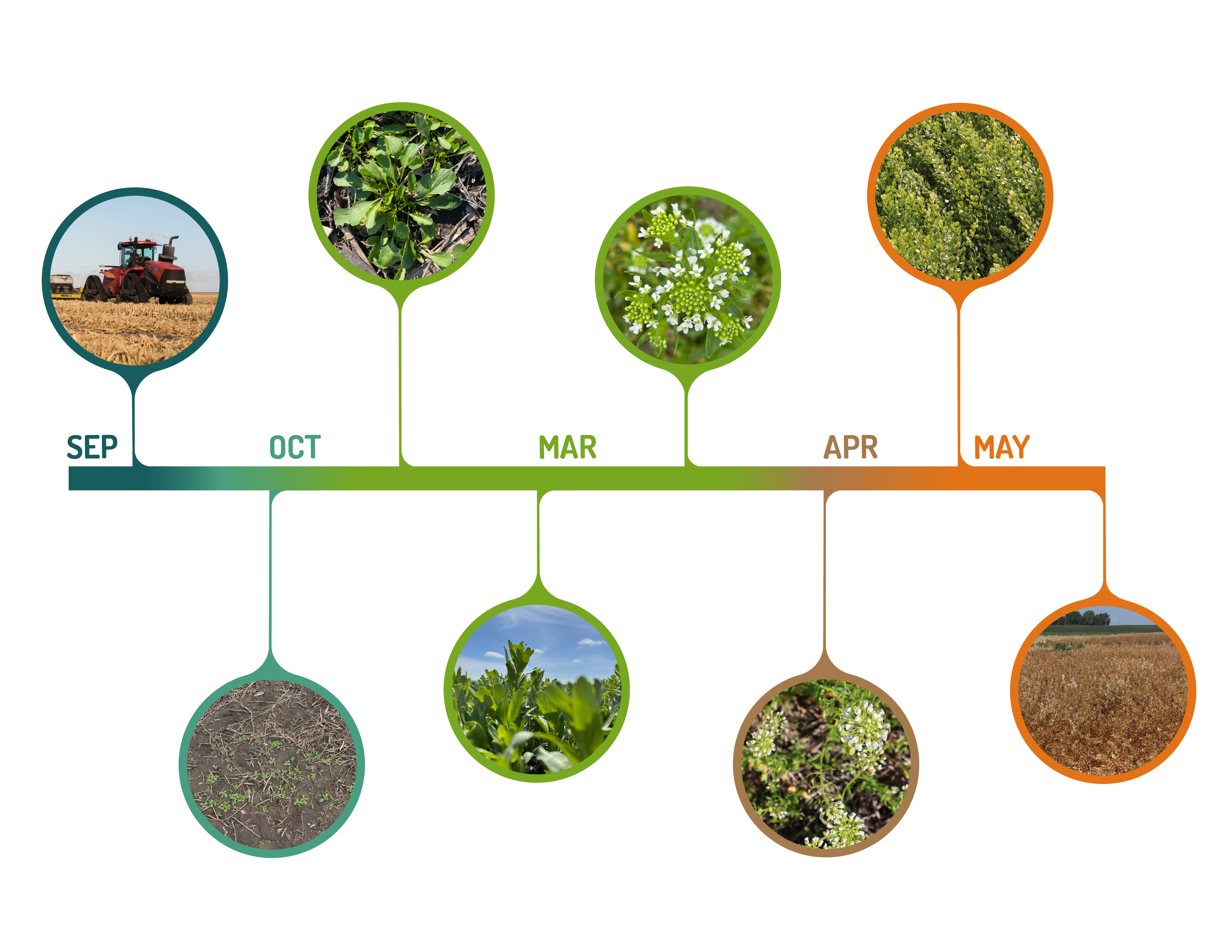 Minimizing SNP Deserts for Informed Breeding and Trait Stacking