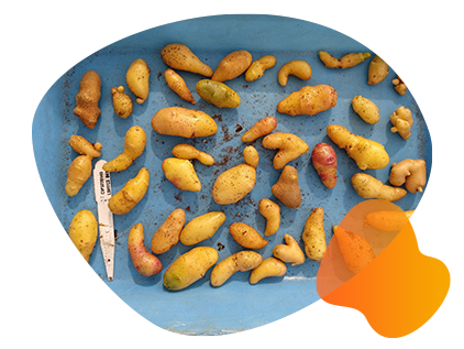 Potato Breeders Combat Late Blight Disease with Flex-Seq