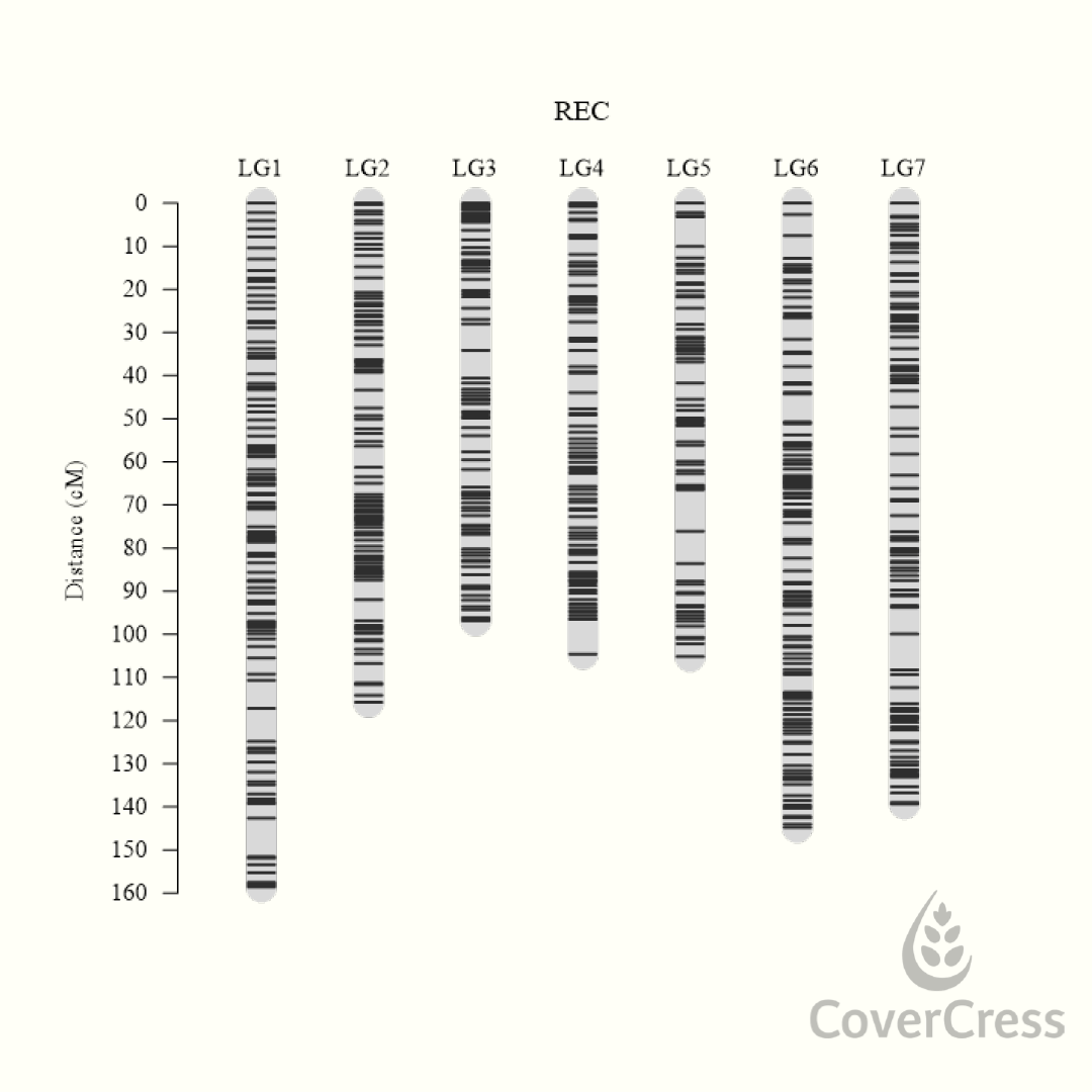 Minimizing SNP Deserts for Informed Breeding and Trait Stacking