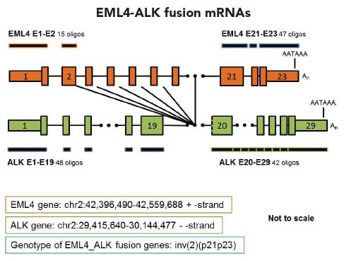 FISH-ing: Approach to fusion gene mRNA & pre-mRNA detection in cancer