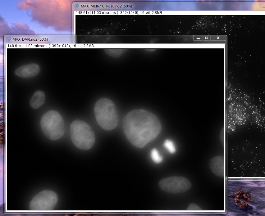 Imaging Stellaris Assays Part III: Creating Professional Images