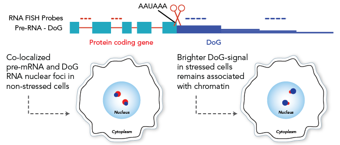 Runaway RNA Stays Put - LGC