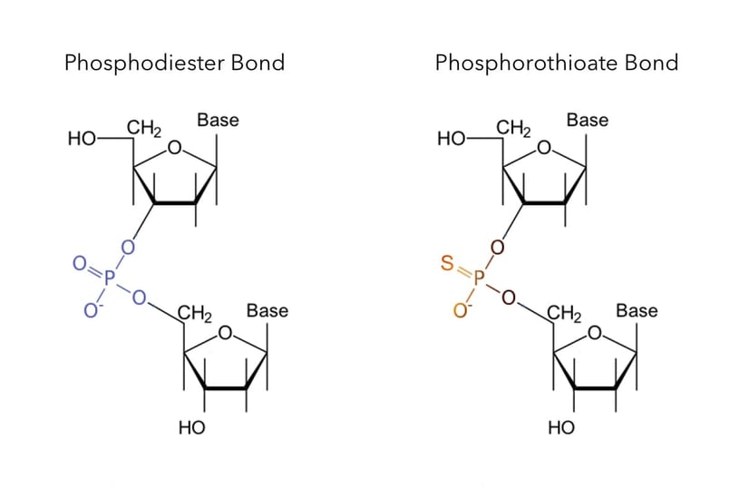 Know your oligo mod: phosphorothioate bonds