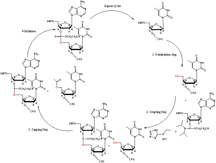 The AGCT’s of DNA synthesis - LGC