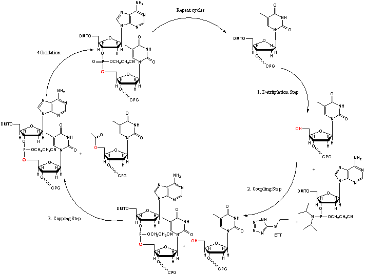 The AGCT’s of DNA synthesis - LGC
