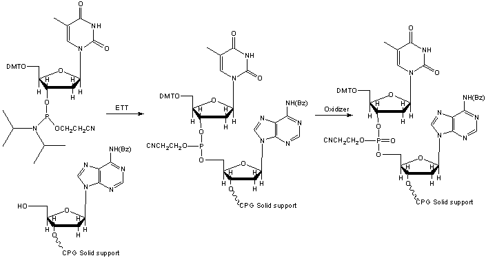 The AGCT’s of DNA synthesis - LGC