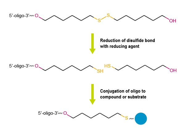 Know your oligo mod: Thio C6 linker - LGC