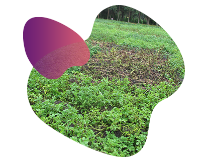 Potato Breeders Combat Late Blight Disease with Flex-Seq