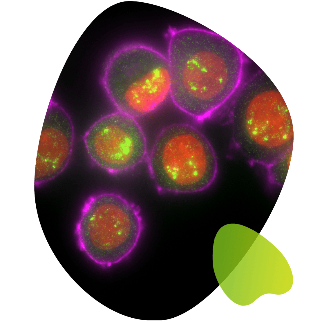 5 ways controls can demystify your Stellaris™ RNA FISH experiment