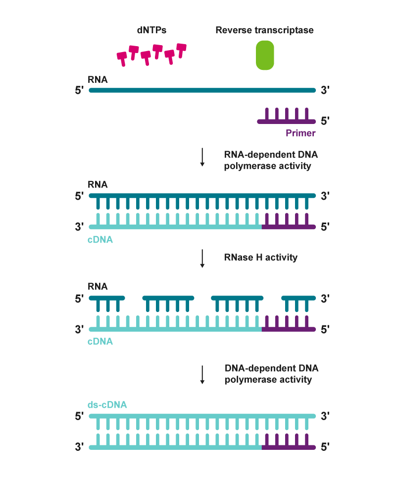 Molecular marvels: selecting the most suitable reverse transcriptase