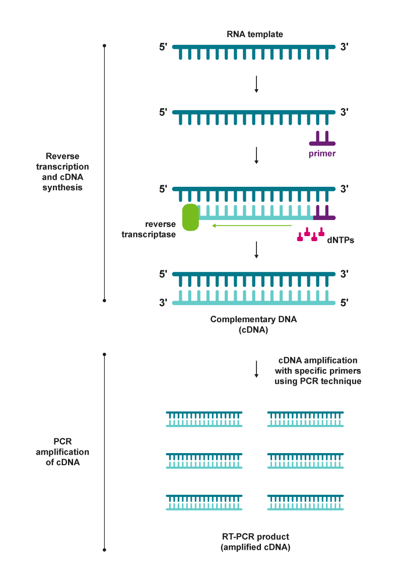 Molecular Marvels Selecting The Most Suitable Reverse Transcriptase