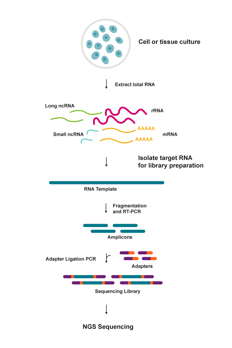 Molecular marvels: selecting the most suitable reverse transcriptase