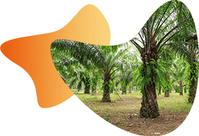 Sustainable Oil Palm Breeding Programmes Using Marker Selection