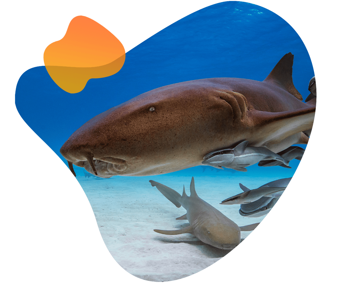 How to choose the right competent cells for phage display - LGC